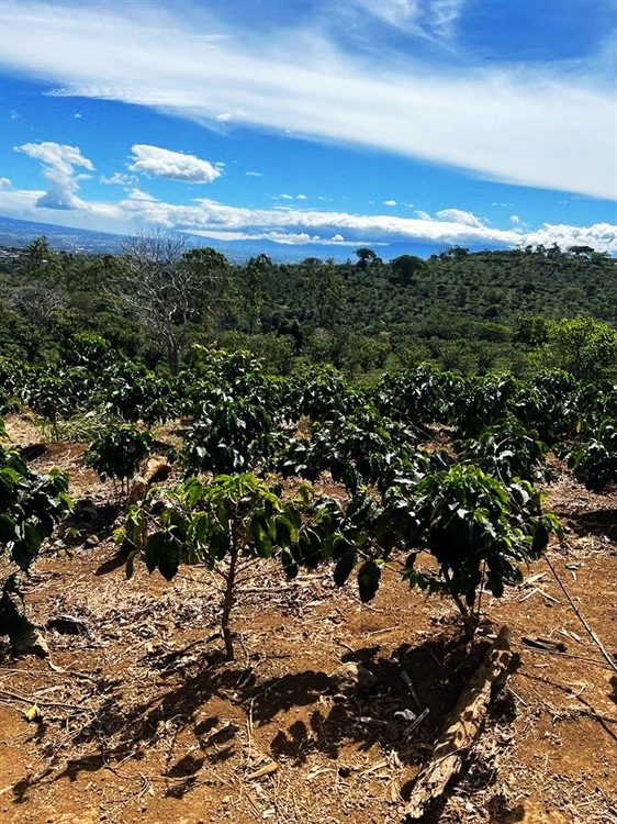 Buy a The Best Coffee Farm In Costa Rica